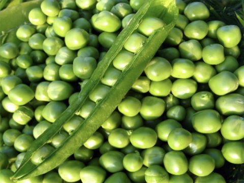 How Many Pea-sized Amounts Are You Going To Use? - Dow Development Labs